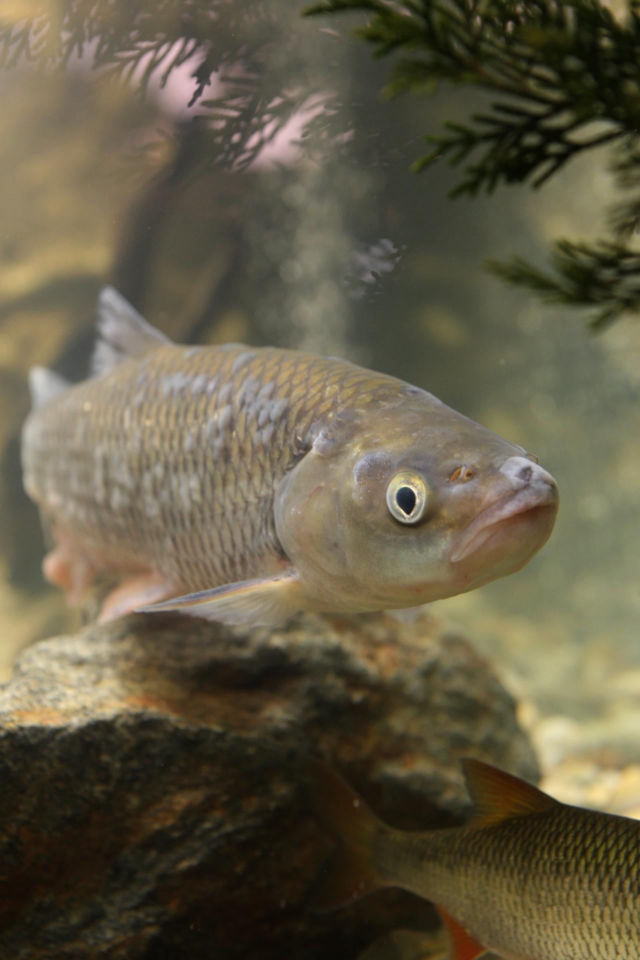 Virémie printanière de la carpe - Fédération de pêche de l'Indre